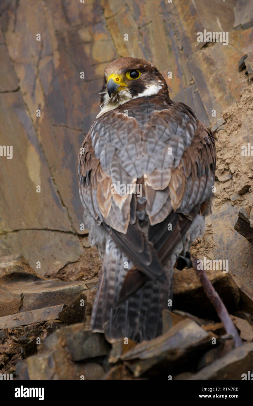 Peregrine falcon (Falco peregrinus) perched on a rocky cliff in the ...