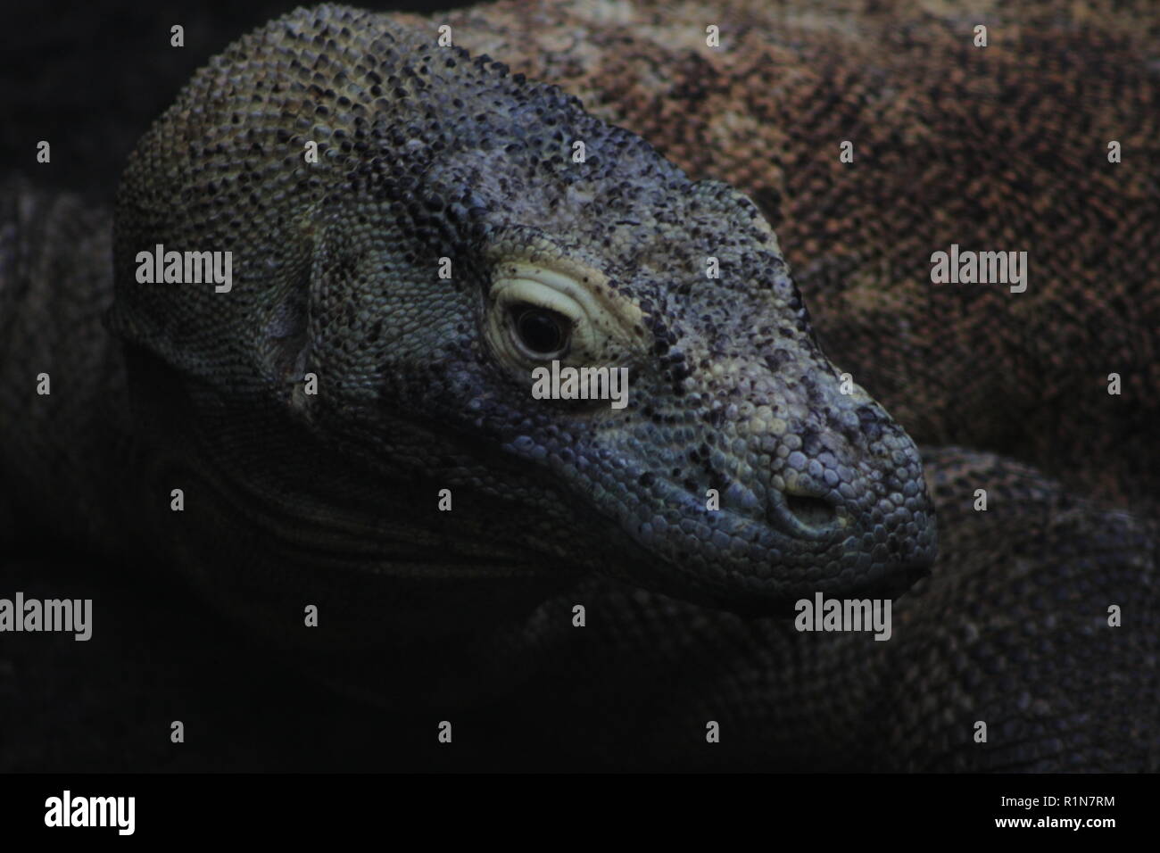 Komodo Dragon close up image showing the details of the venomous lizard ...