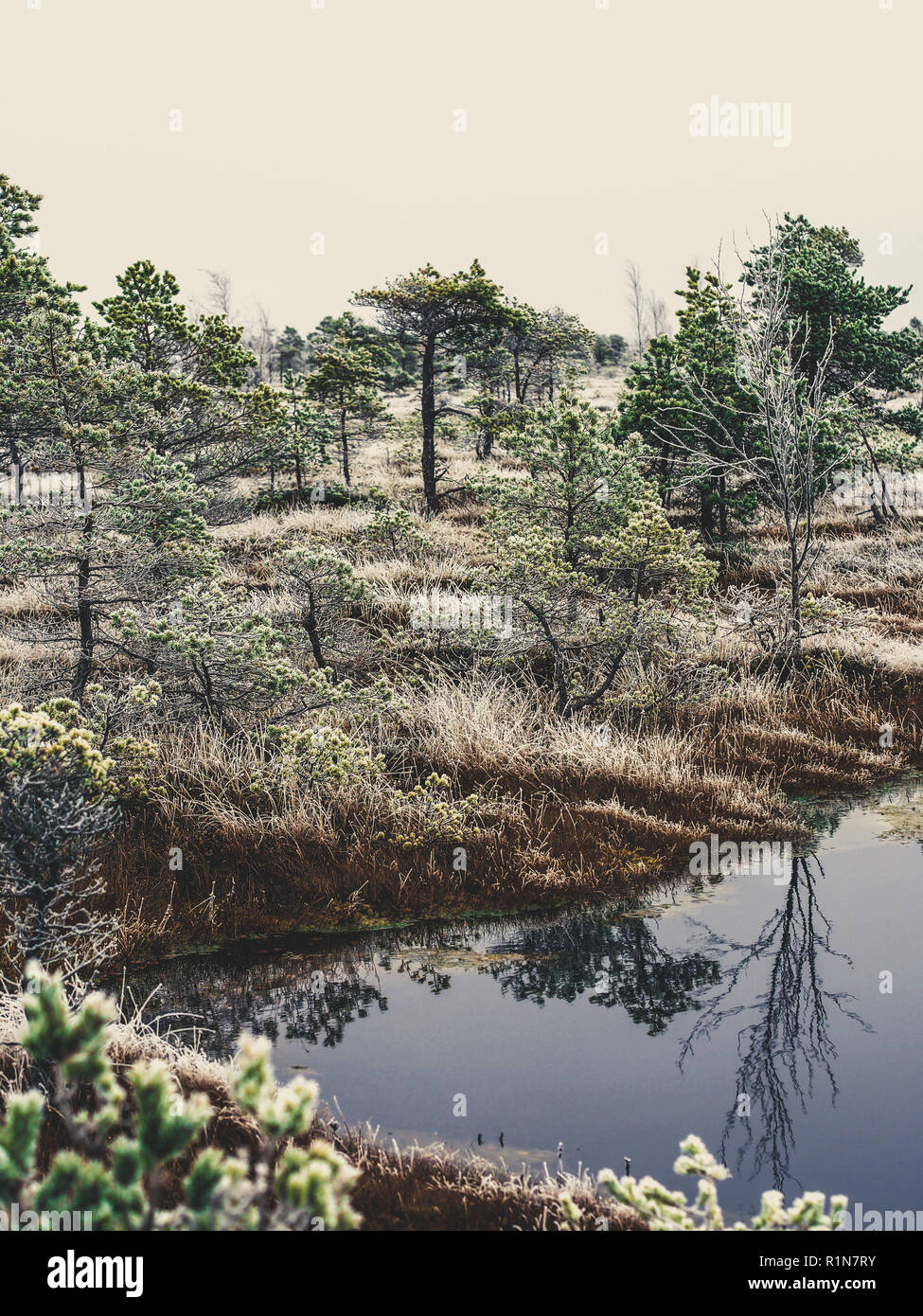 Pine Trees in Field of Kemeri moor in Latvia with a Pond in a ...