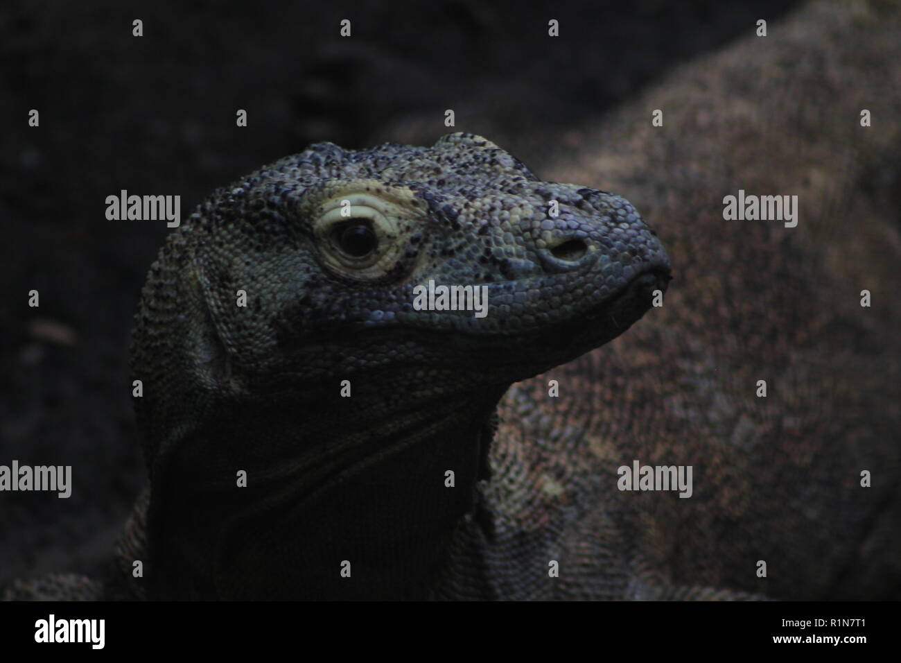 Komodo Dragon close up image showing the details of the venomous lizard ...