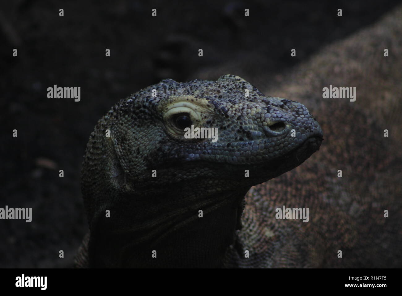 Komodo dragon portrait photo Stock Photo - Alamy