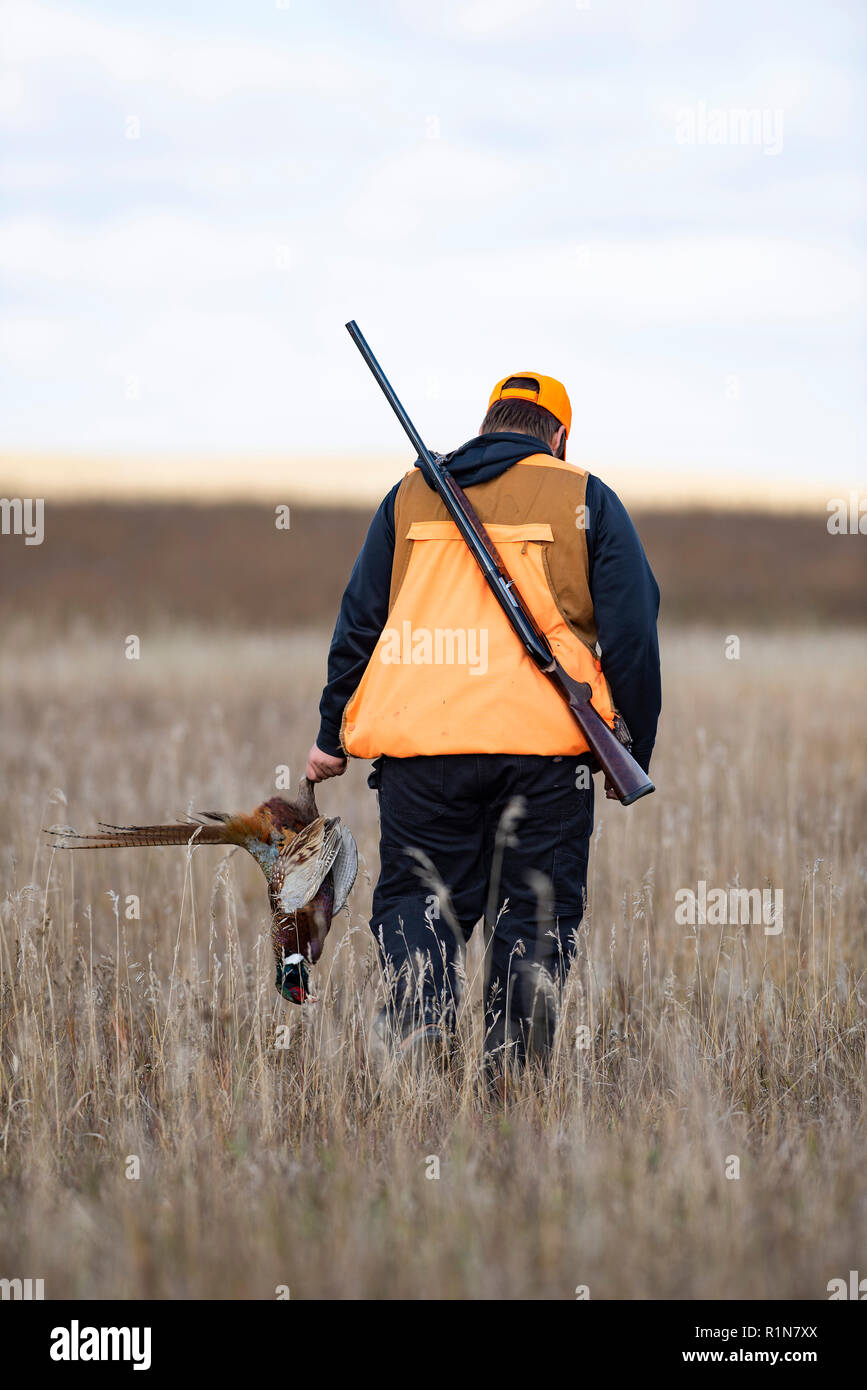 Young pheasant hi-res stock photography and images - Alamy