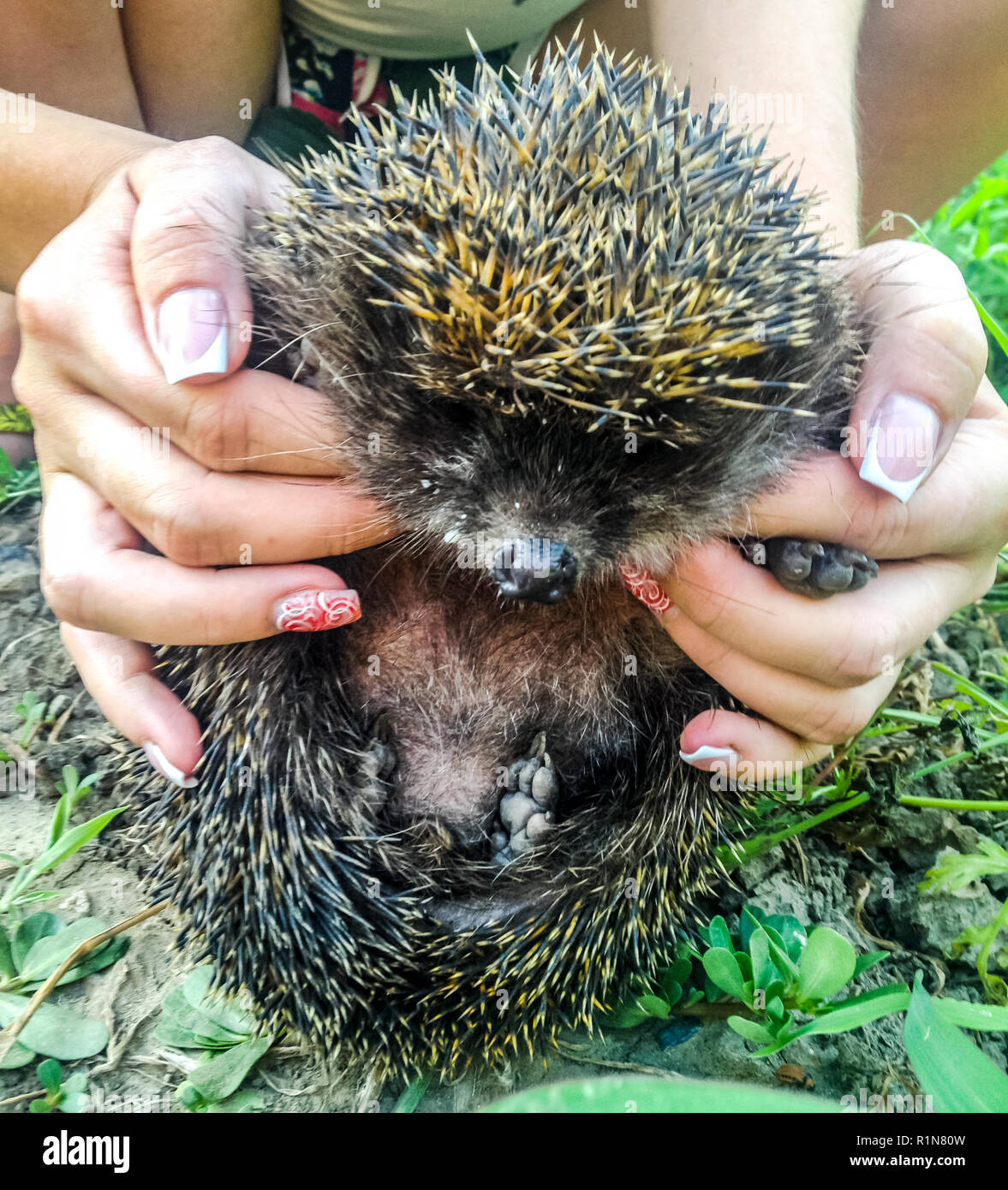 Hedgehog in human hands. mammal of the genus of the Eurasian hedgehogs ...