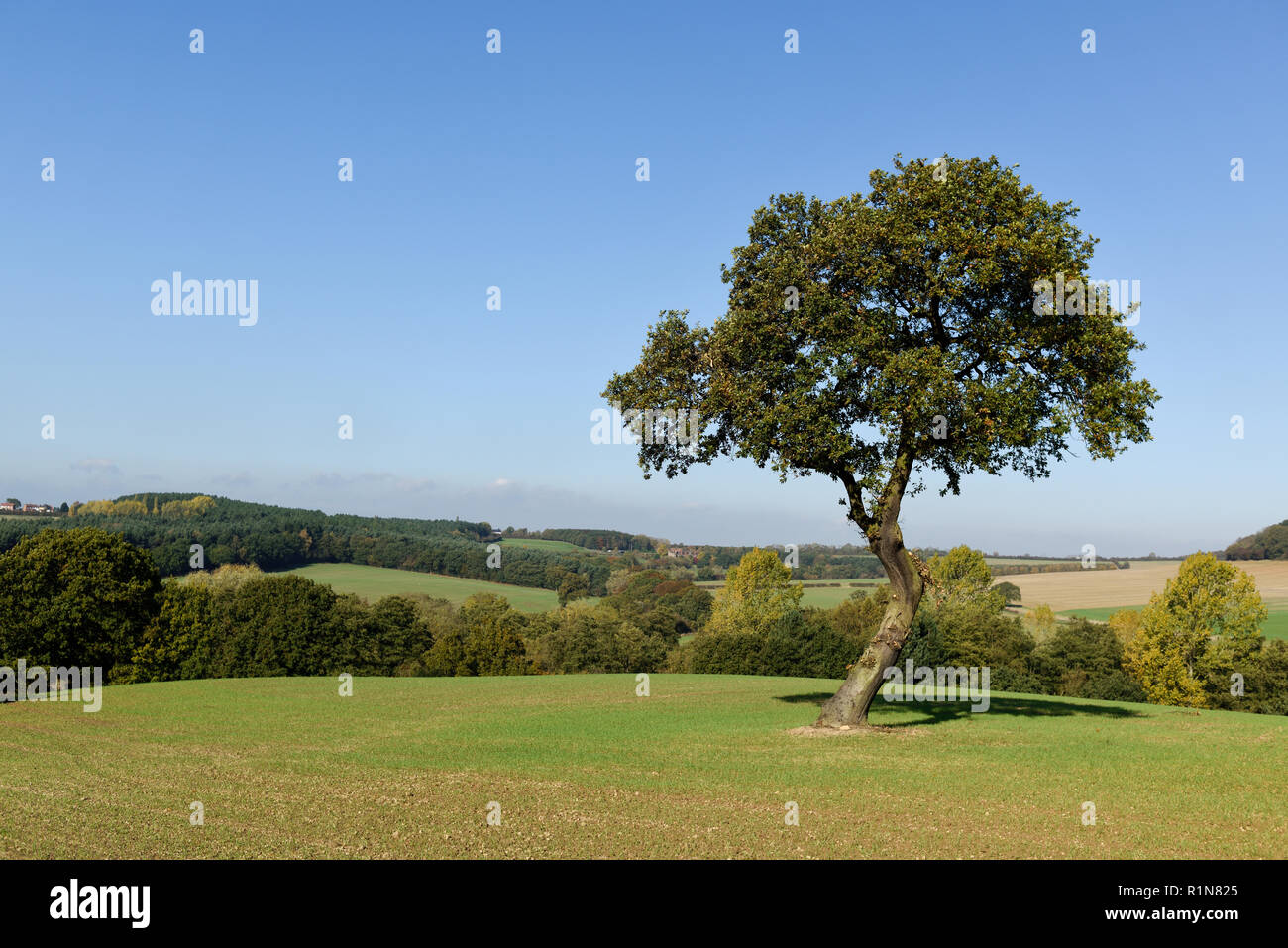 English Oak tree in the Nottinghamshire Countryside early Autumn, UK ...