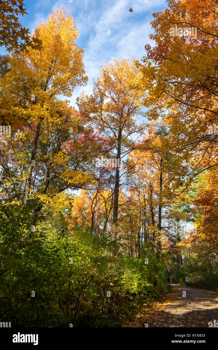 Treasured leaves hi-res stock photography and images - Alamy