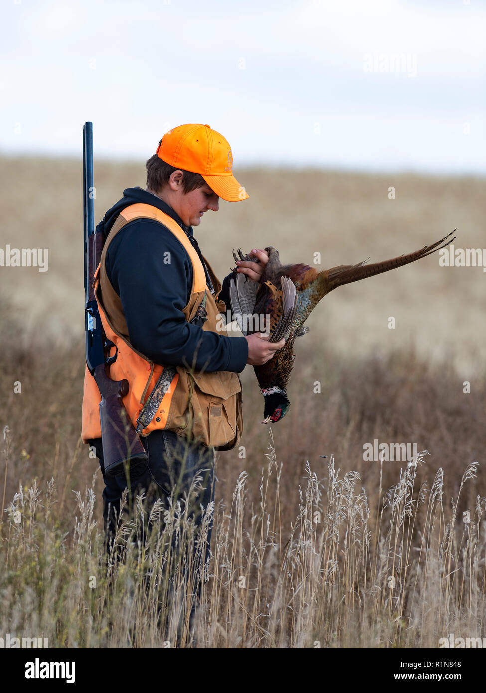 Pheasant hunter hi-res stock photography and images - Alamy