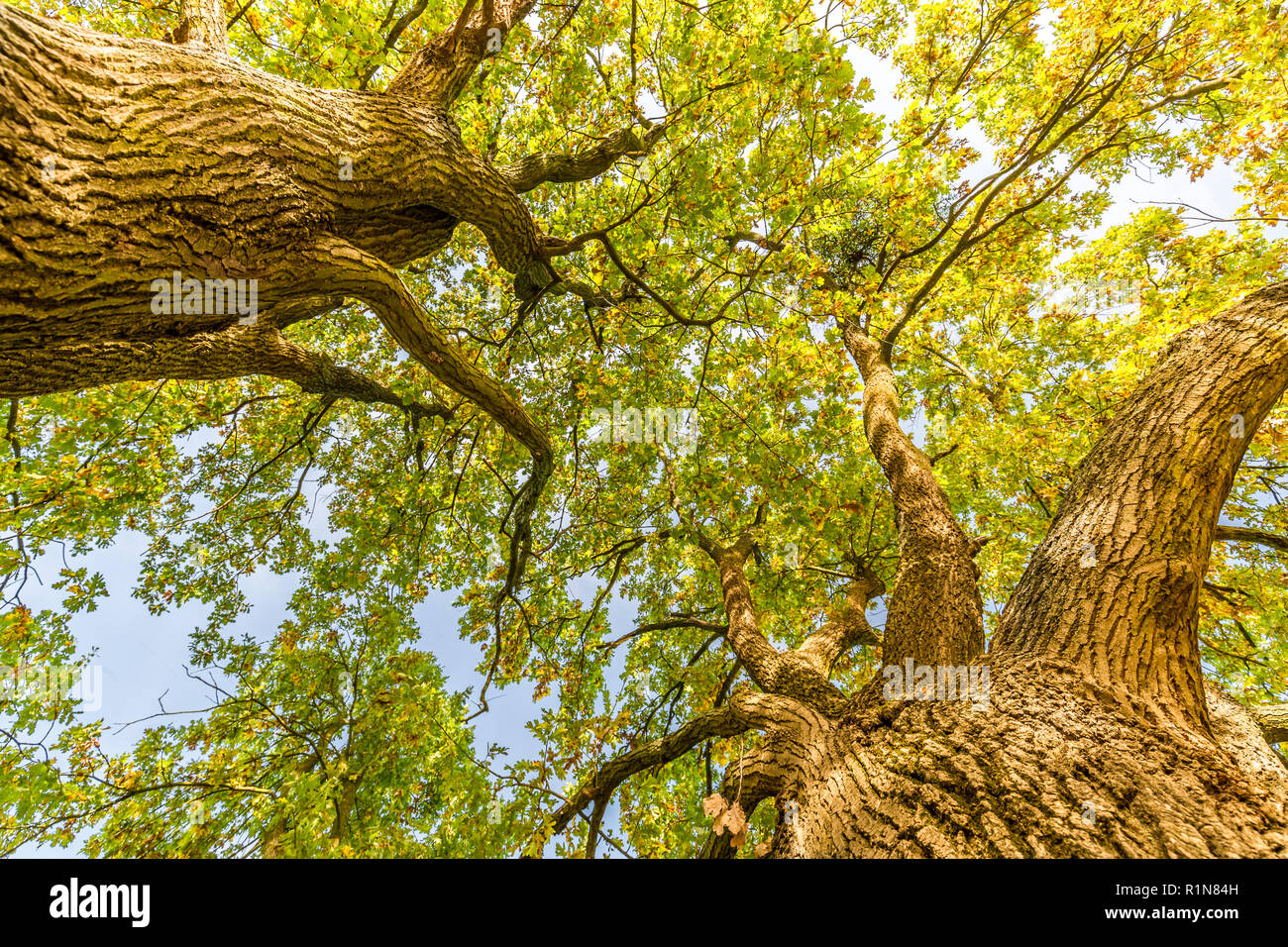 Relaxing Nature Backgrounds