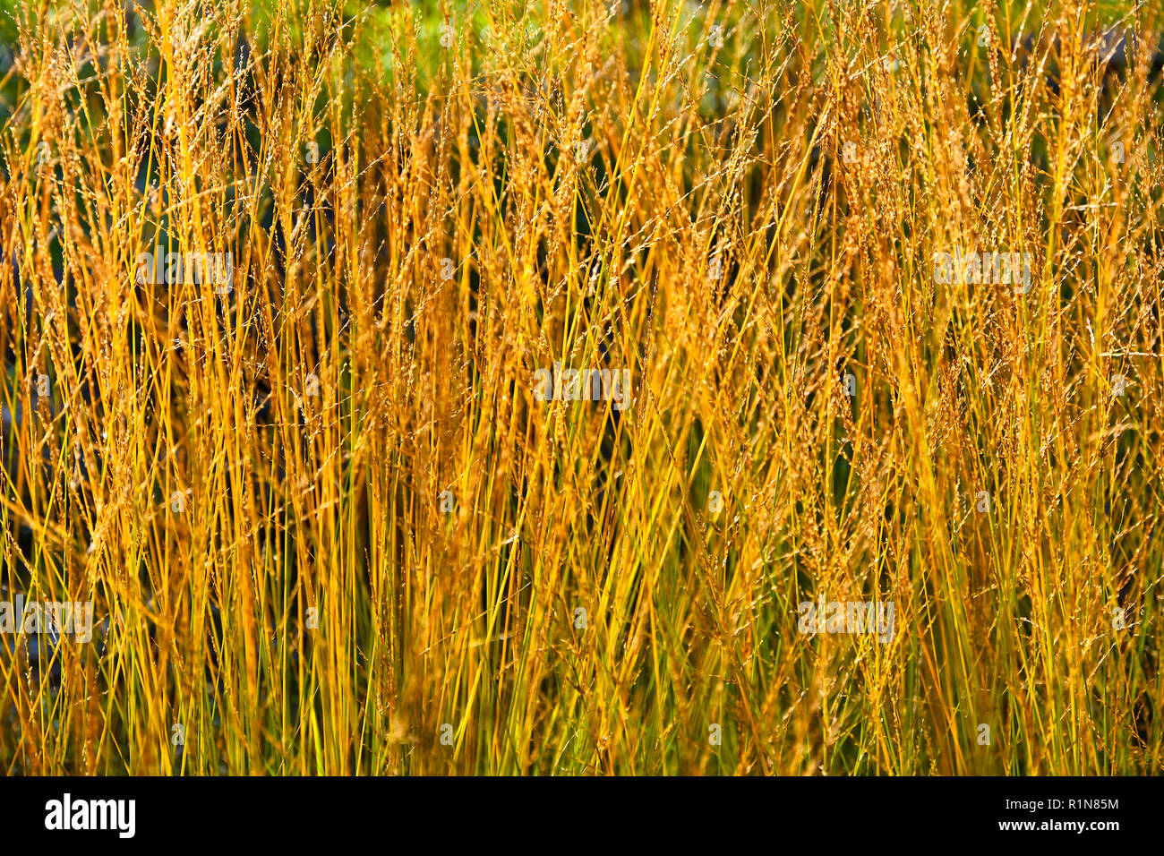 High forest grass in the autumn in the rays of the sun. Background ...