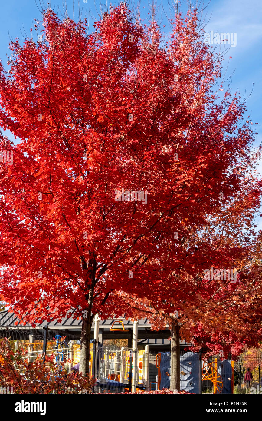 Fall Colors at Sharon Woods Stock Photo - Alamy
