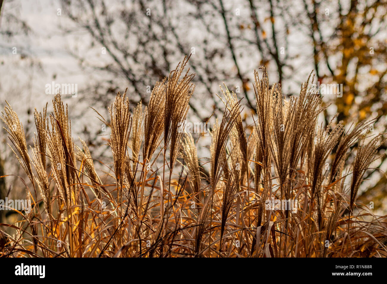 Green ornamental grasses perennials hi-res stock photography and images ...
