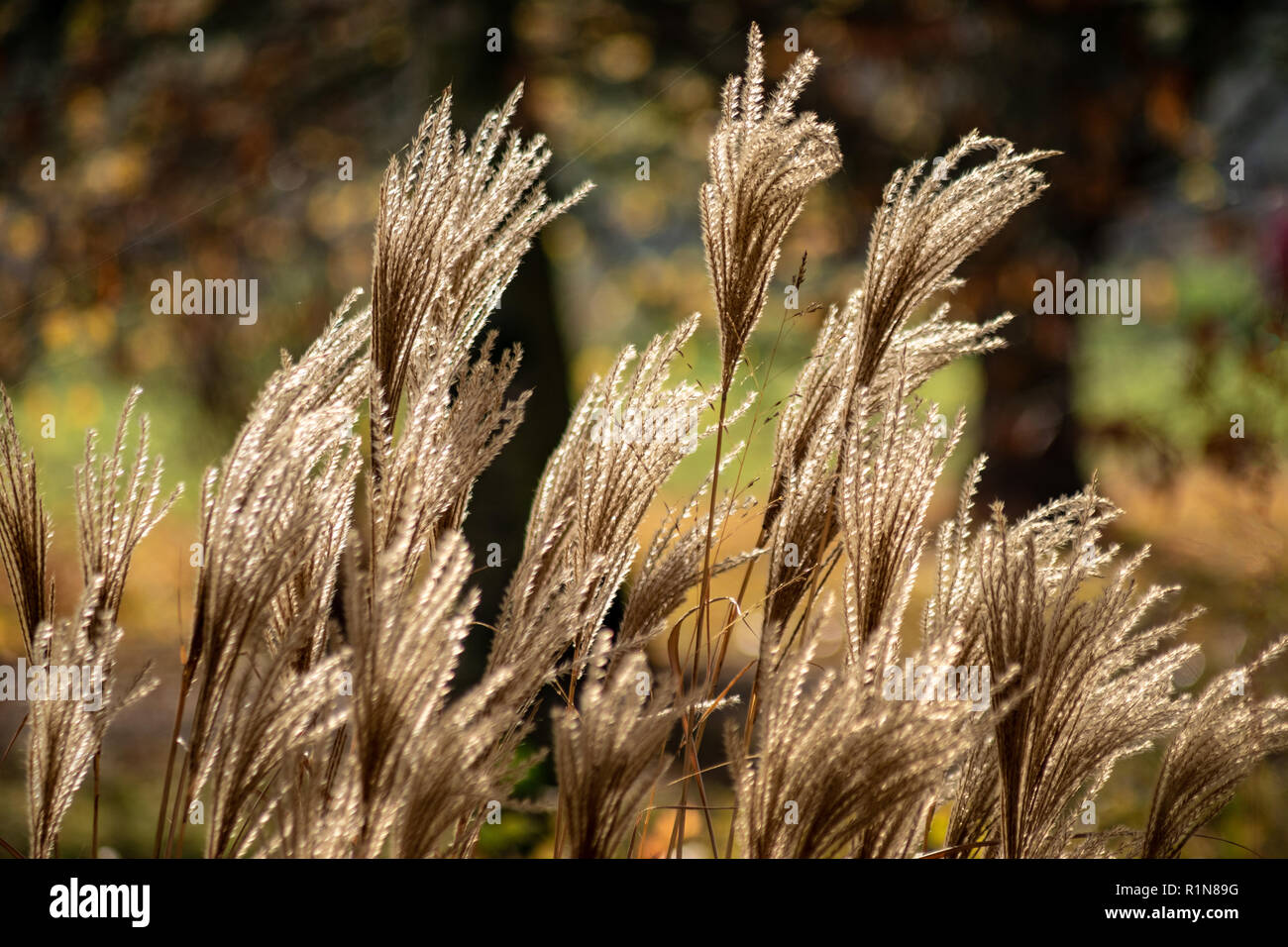 Golden perennial grass in autumn close up sunshine Stock Photo - Alamy