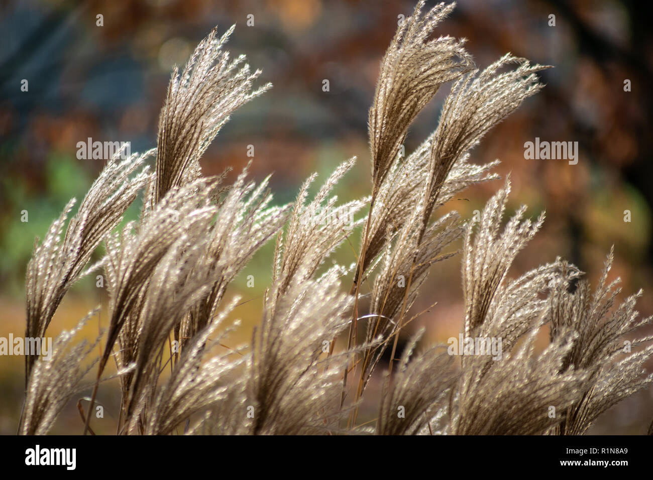 Green ornamental grasses perennials hi-res stock photography and images ...
