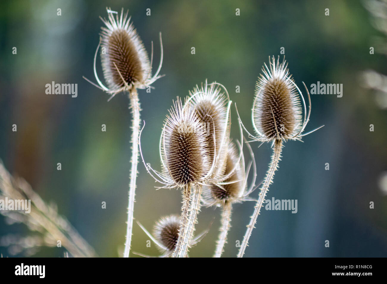 Seed capsules hi-res stock photography and images - Alamy