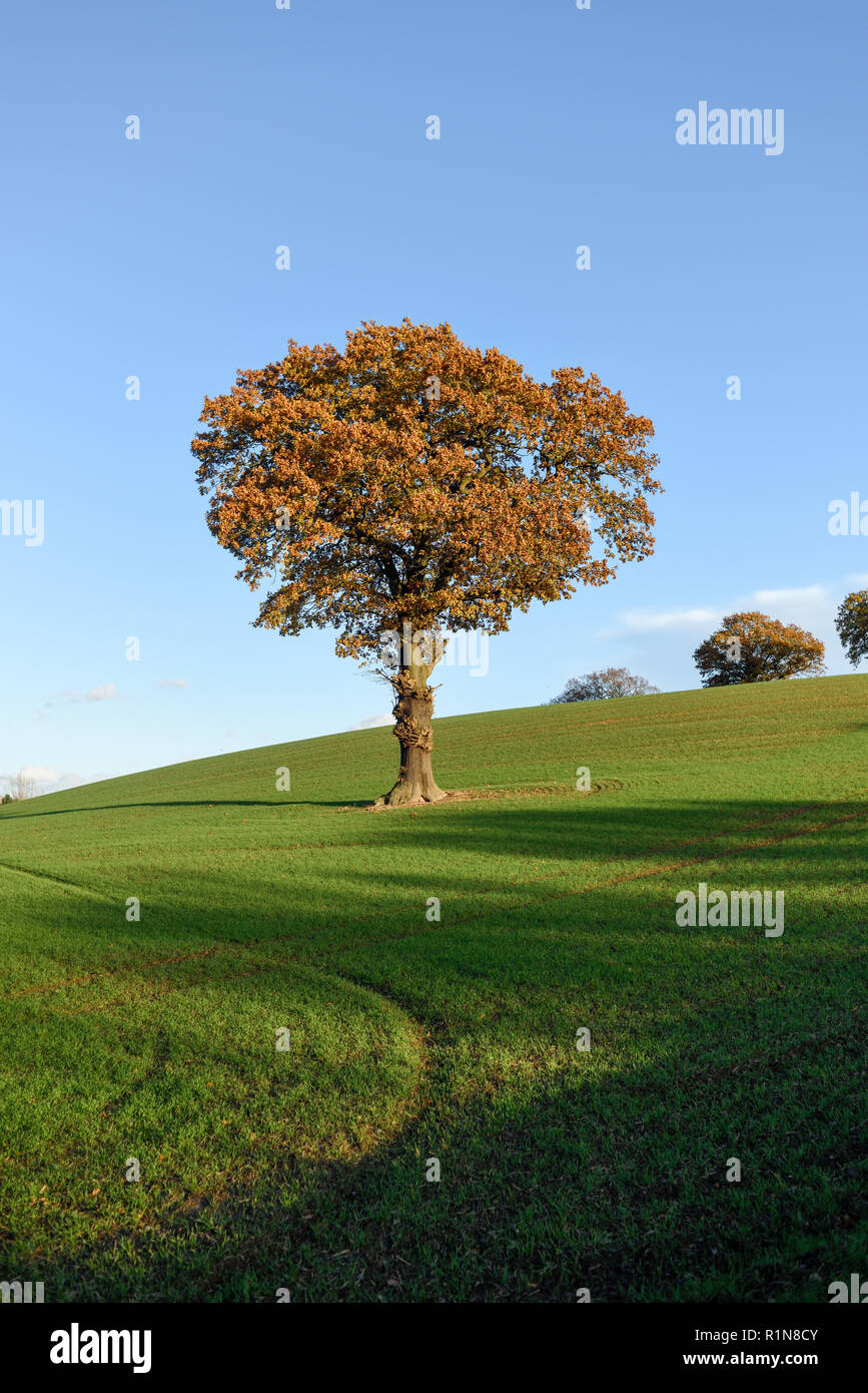 Oak Tree in Autumn Foliage Stock Photo - Alamy