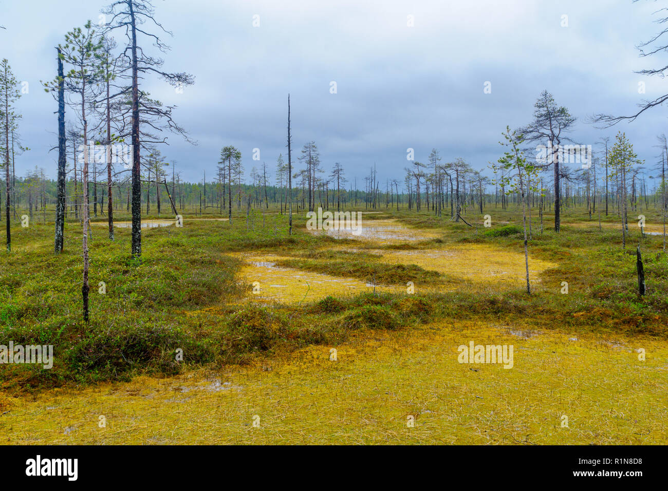 Landscape of marshland along the Tunturiaapa Trail, in Pyha-Luosto ...