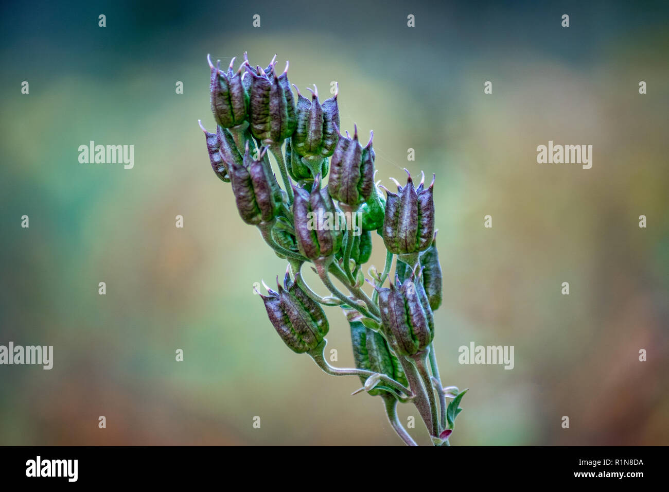 Seed capsules hi-res stock photography and images - Alamy