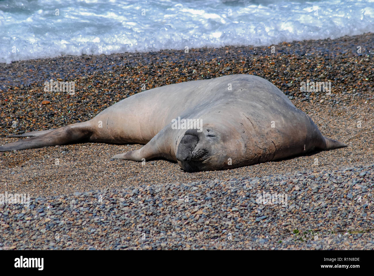 Seaelephant High Resolution Stock Photography and Images - Alamy