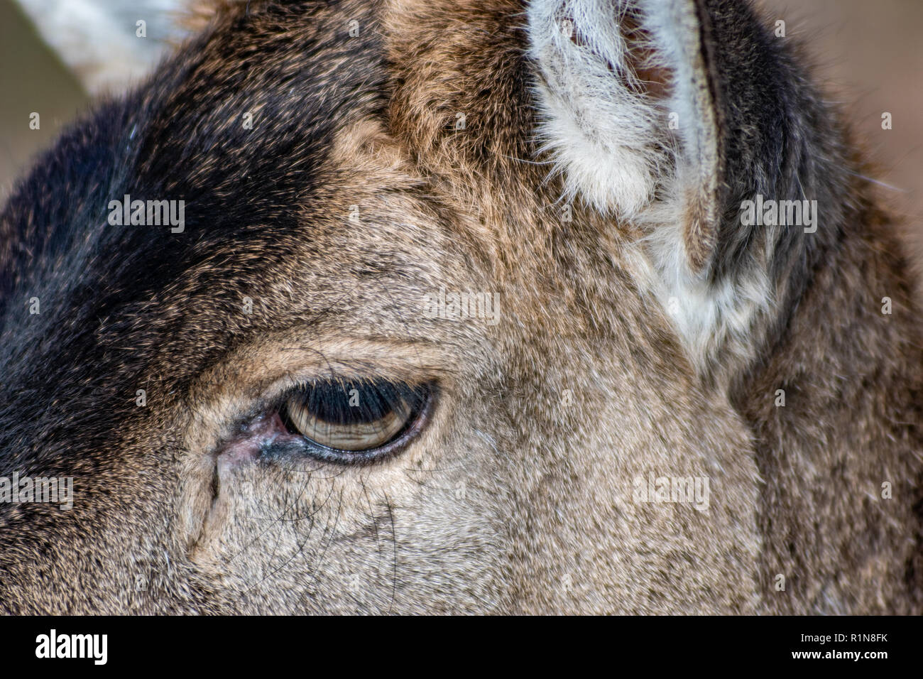 portrait of a young deer as close up with focus on the eye Stock Photo ...