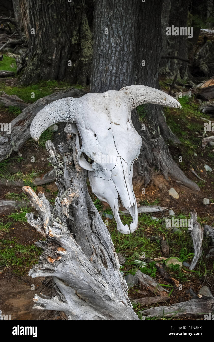 Ruminant skull hi-res stock photography and images - Alamy