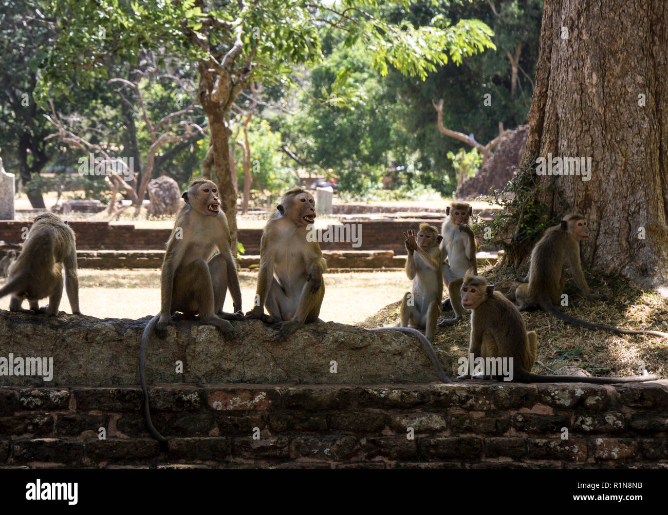 Monkeys habitat hi-res stock photography and images - Alamy