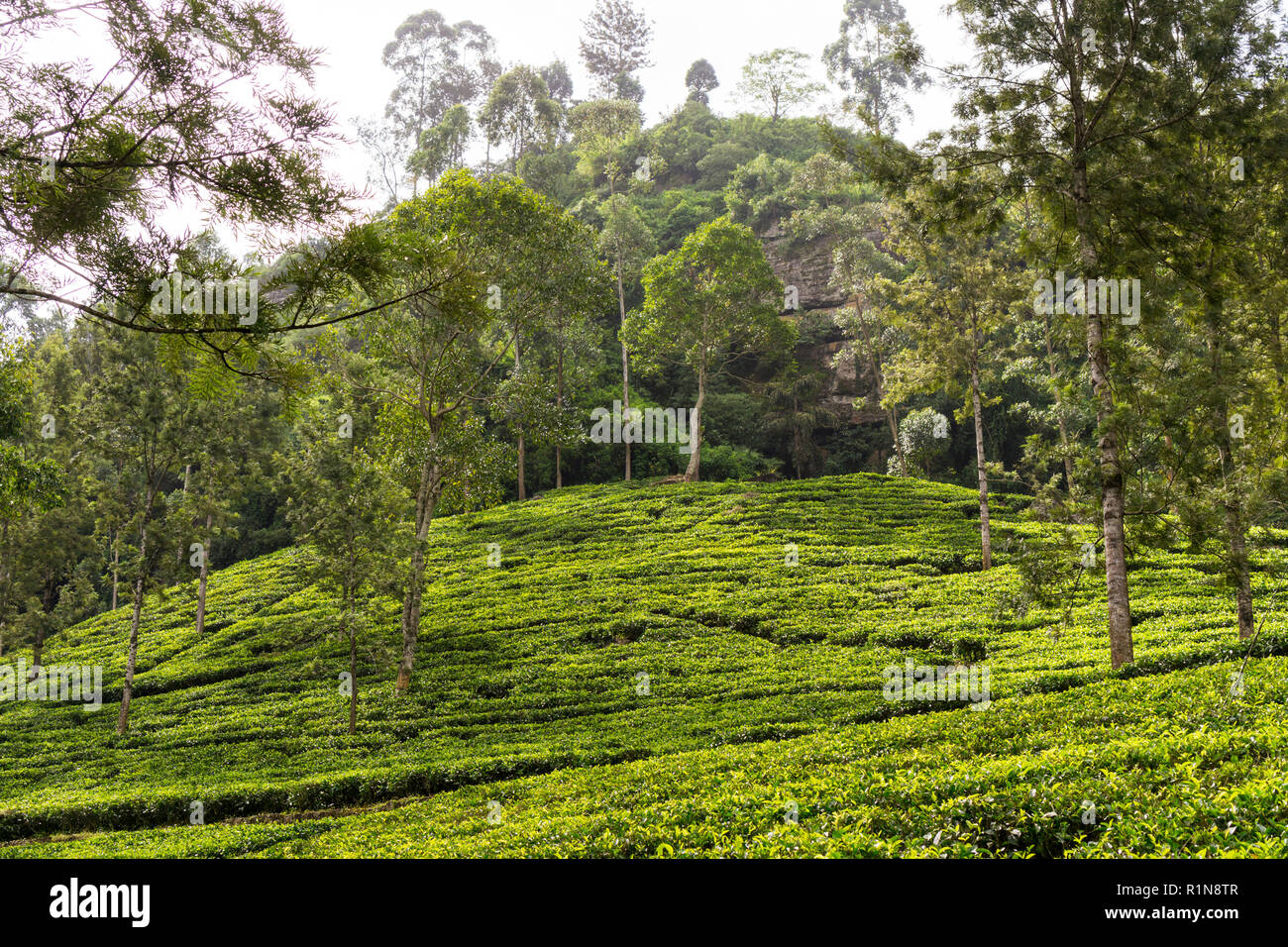 Sri Lanka Tea Country Stock Photo - Alamy