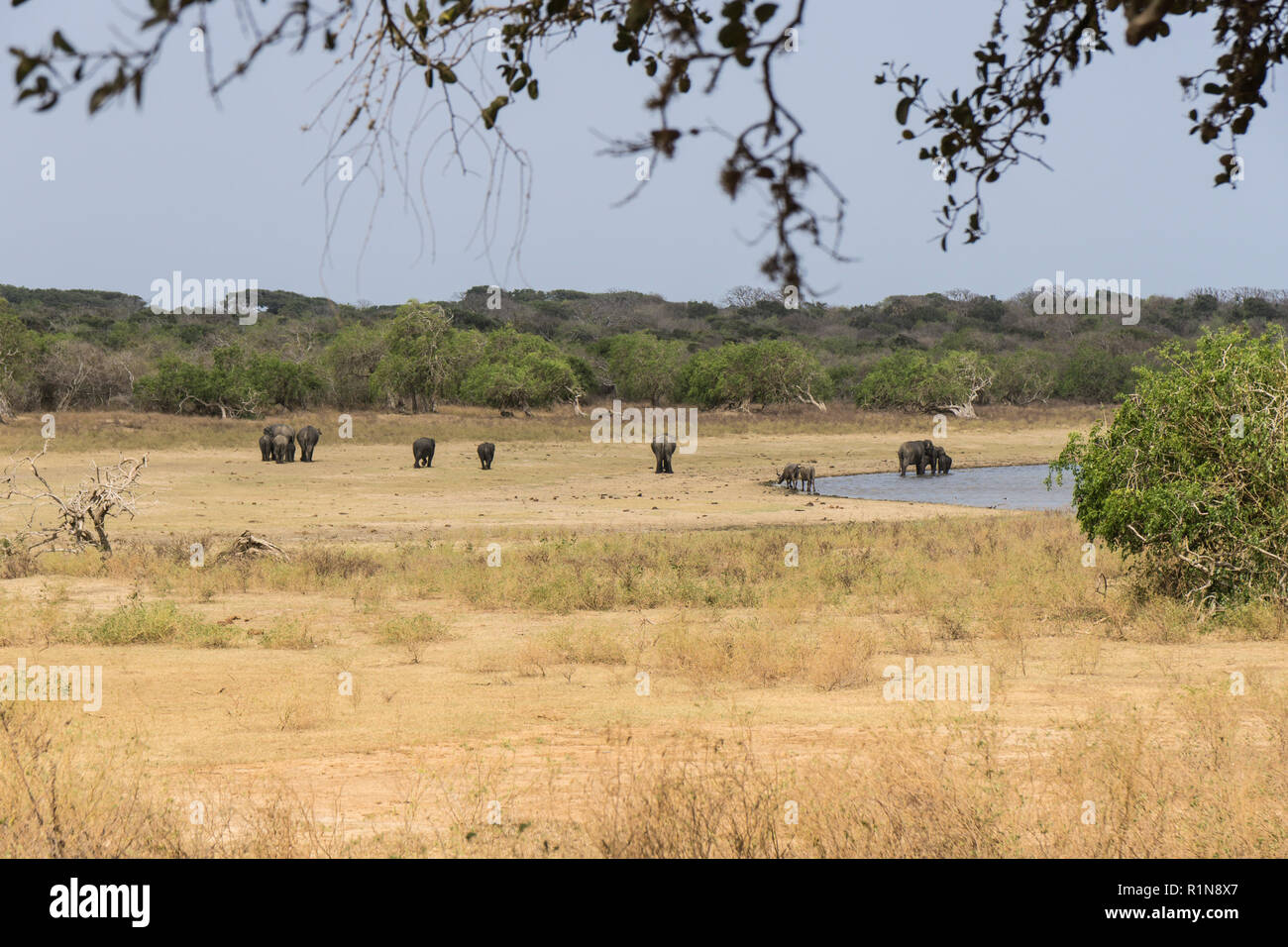 Elephants, Yala Nature Reserve Stock Photo - Alamy