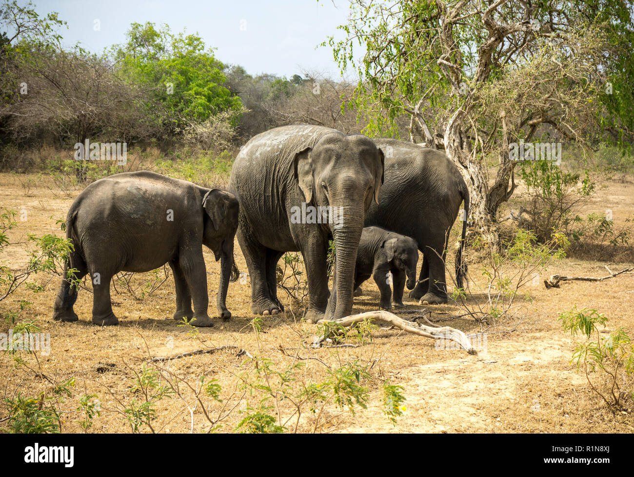 Elephants, Yala Nature Reserve Stock Photo - Alamy