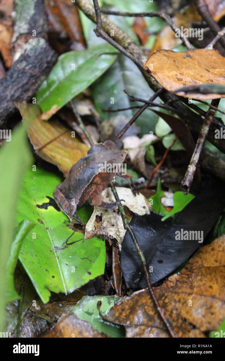 Camouflaged frog hi-res stock photography and images - Alamy