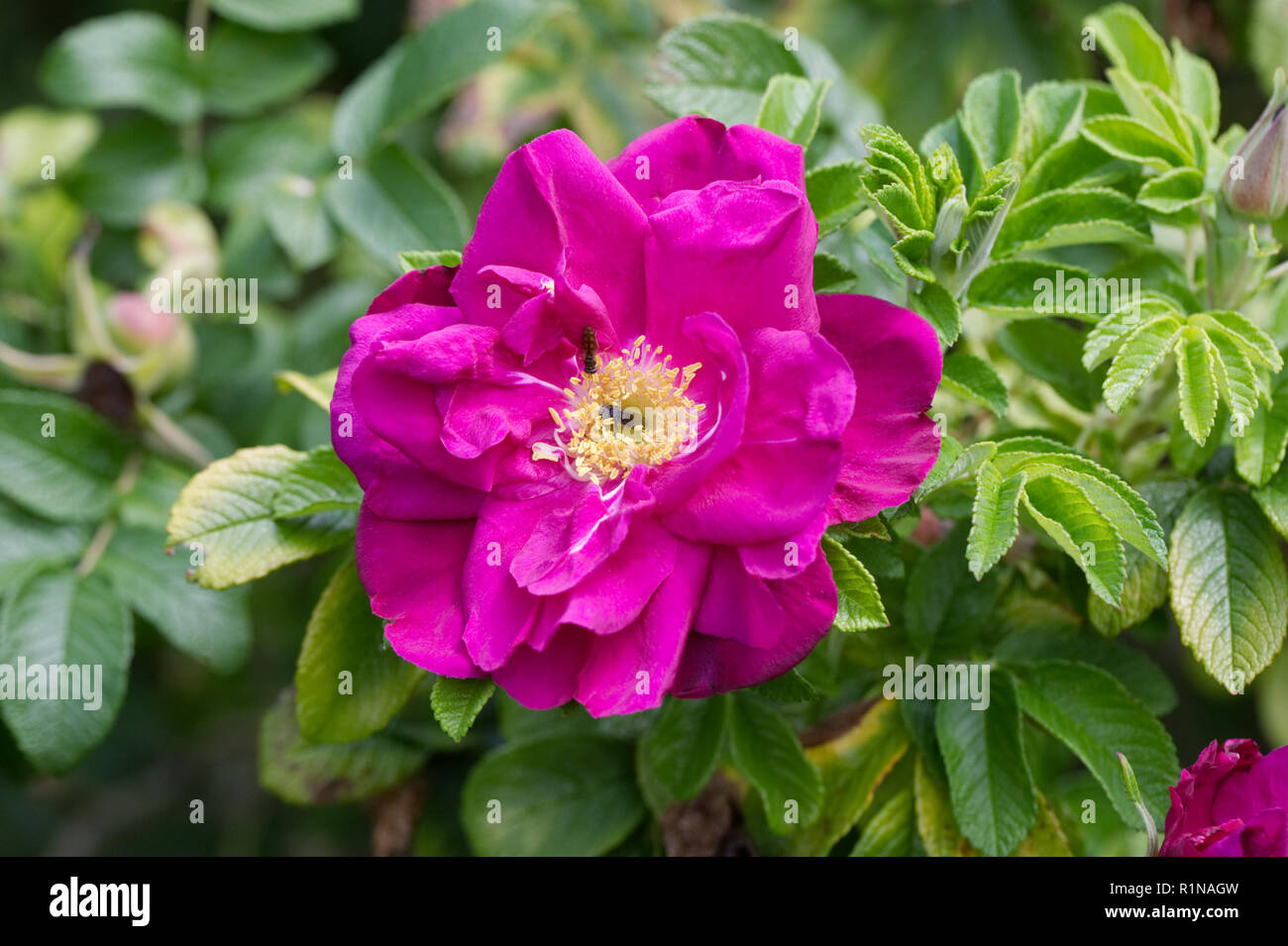 Hansa plant hi-res stock photography and images - Alamy