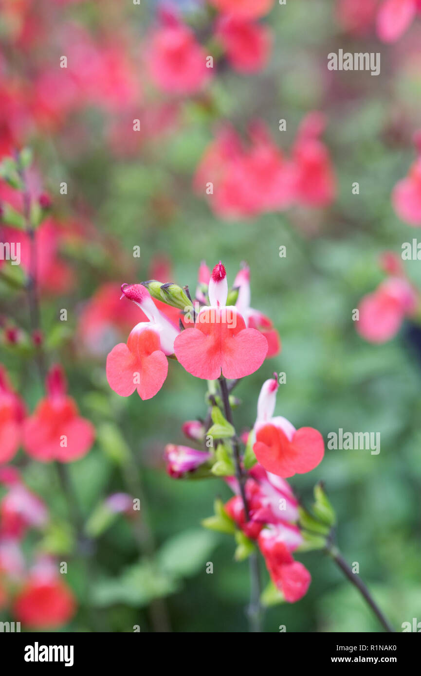 Salvia hot lips hi-res stock photography and images - Alamy