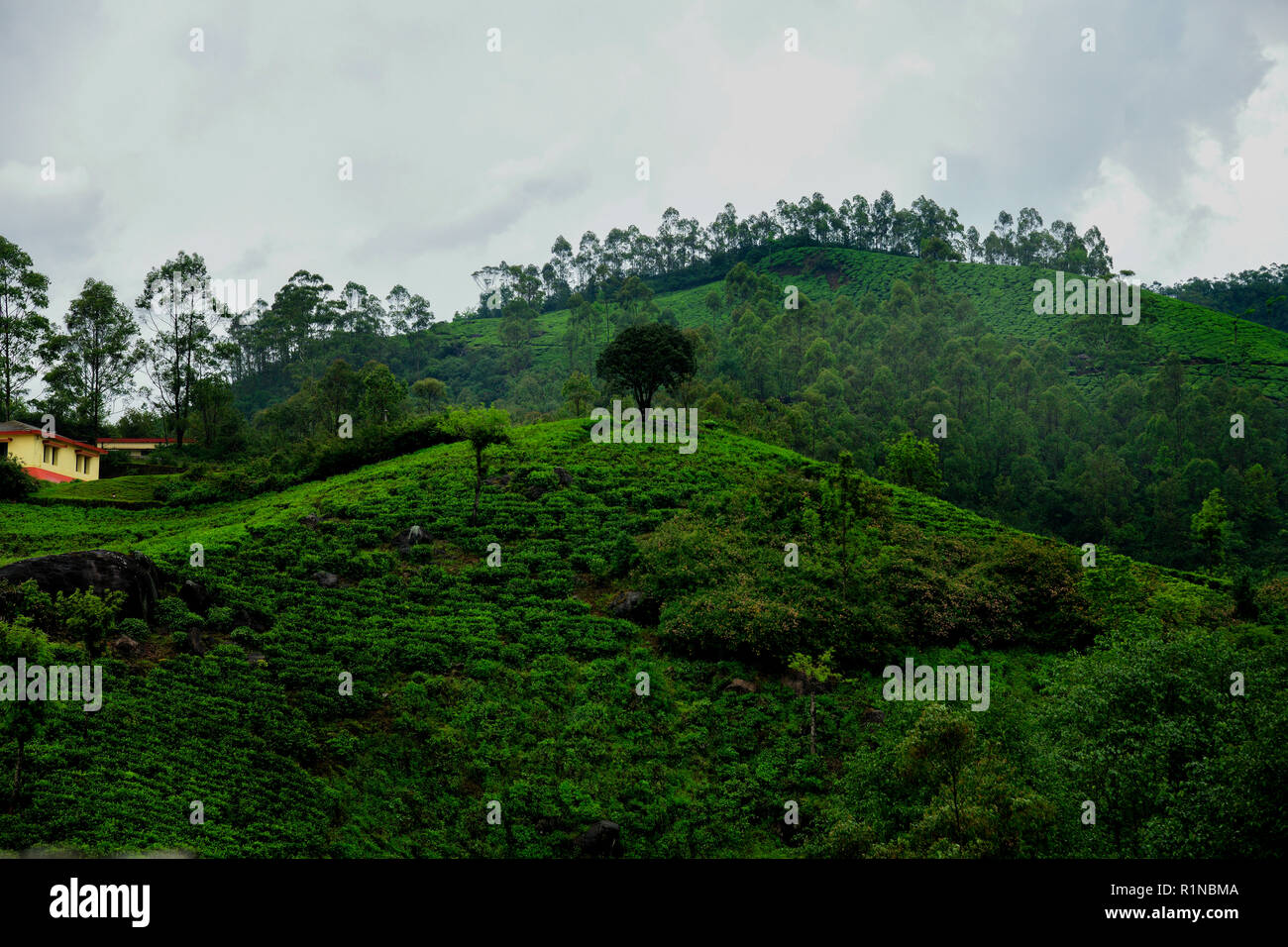 Image of Kerala India travel background - green tea plantations in ...