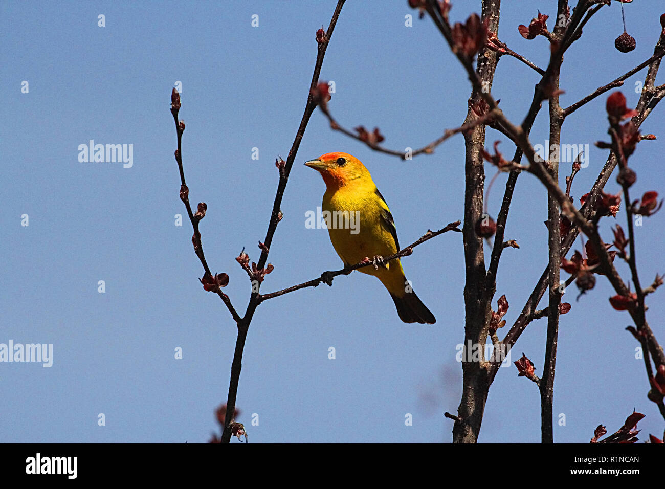 Western Tanager, Piranga ludoviciana, - nest in coniferous forests of ...