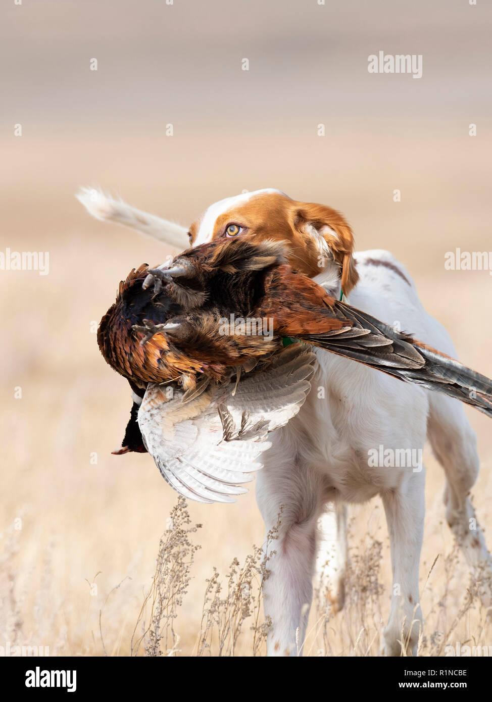 An English Setter on his first pheasant hunt in South Dakota Stock ...