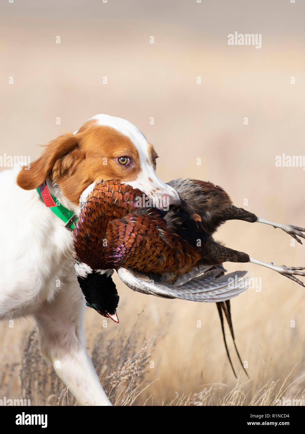 An English Setter on his first pheasant hunt in South Dakota Stock ...