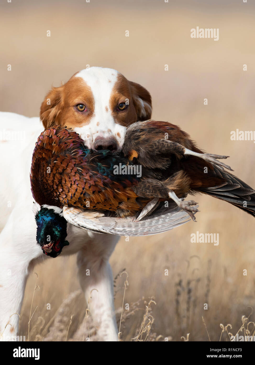 Pheasant hunting with english setter hi-res stock photography and ...
