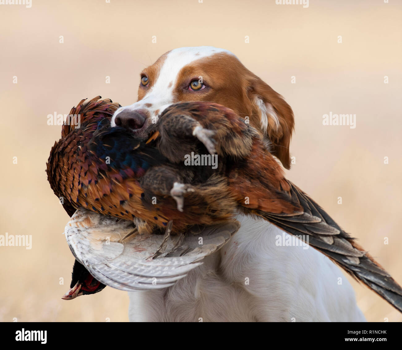 An English Setter on his first pheasant hunt in South Dakota Stock ...
