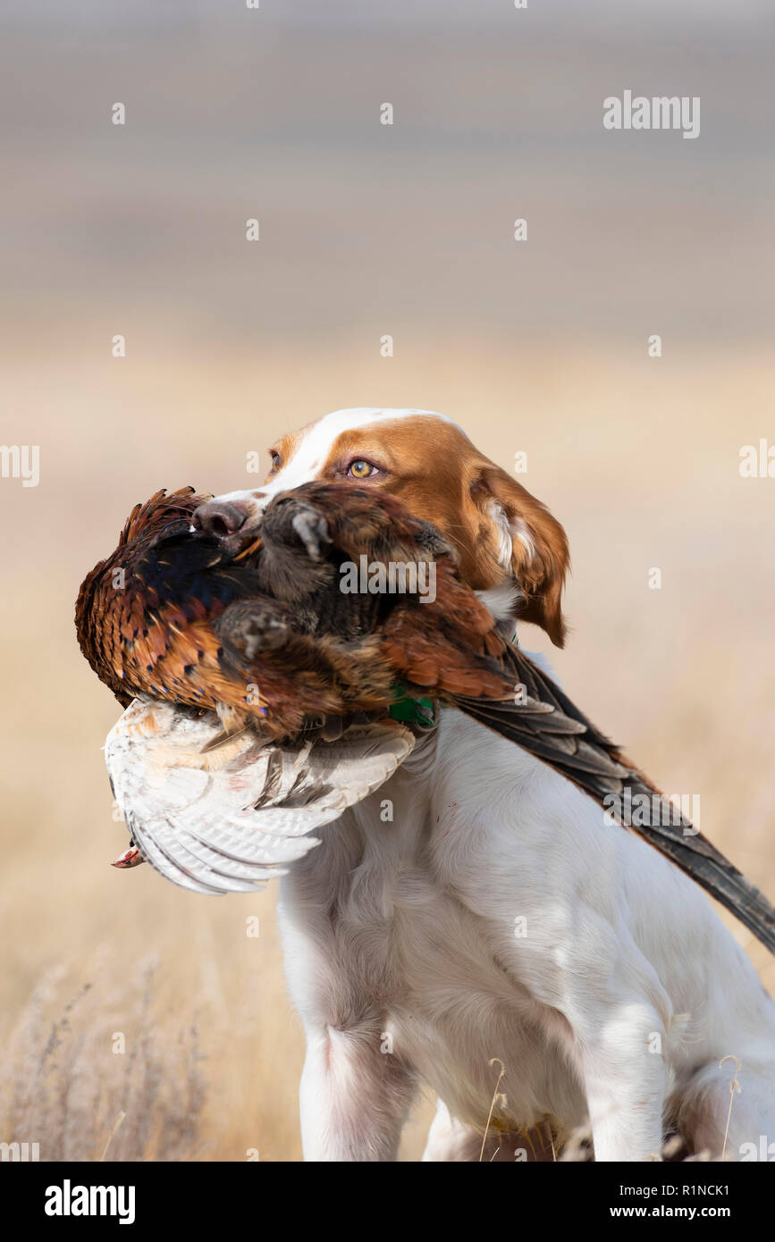 Pheasant hunting with english setter hi-res stock photography and ...