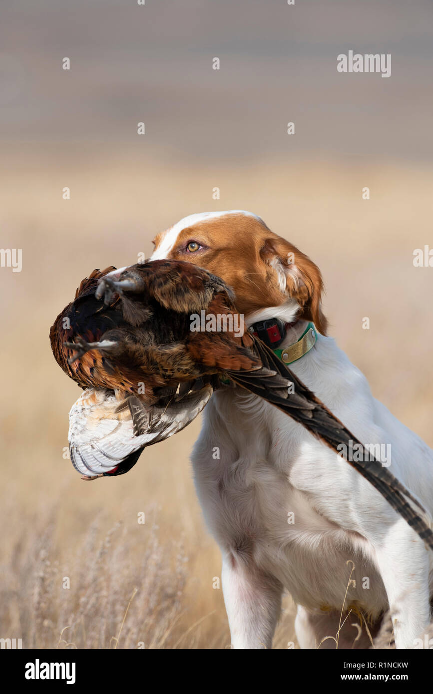An English Setter on his first pheasant hunt in South Dakota Stock ...