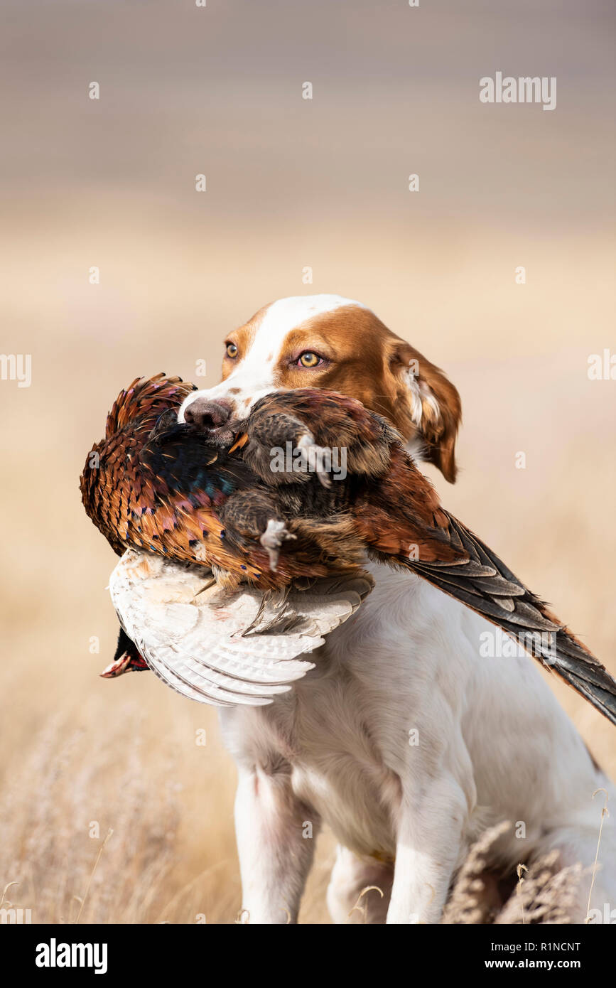 Pheasant hunting with english setter hi-res stock photography and ...