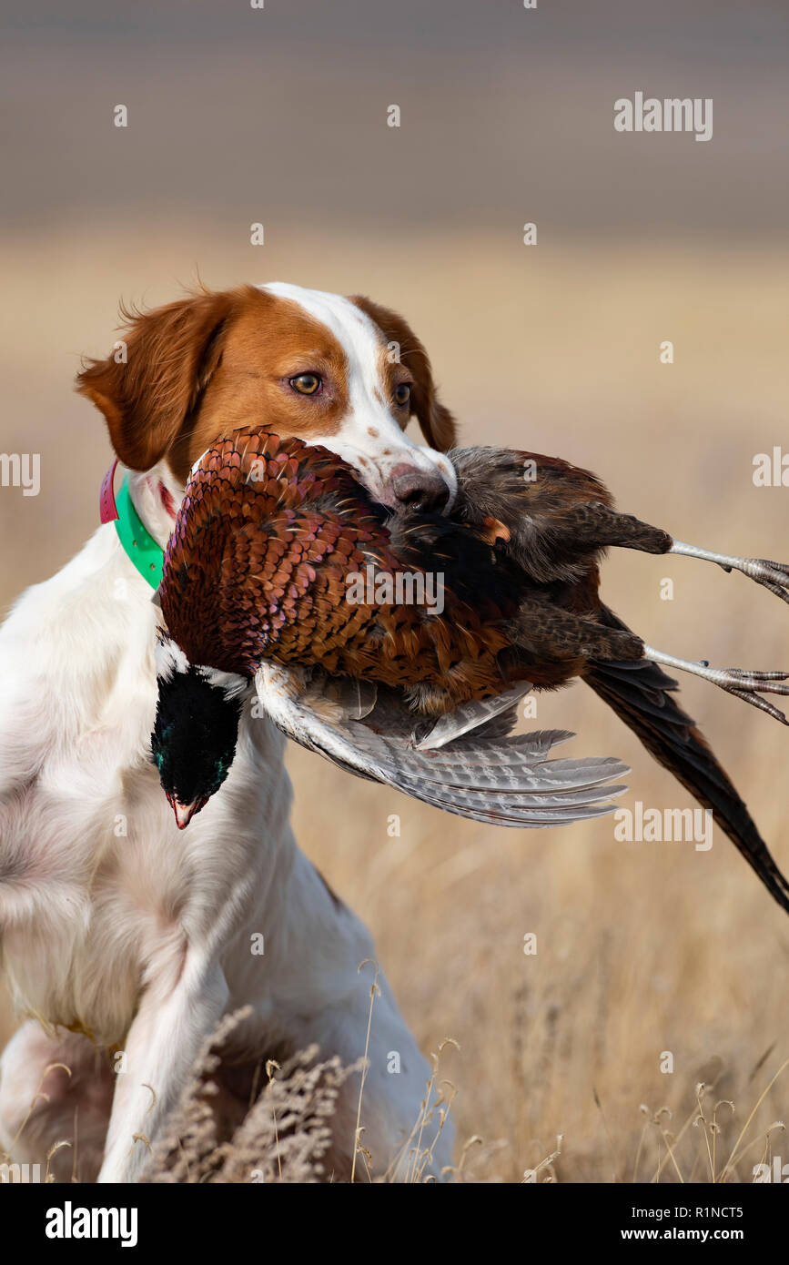 An English Setter on his first pheasant hunt in South Dakota Stock ...
