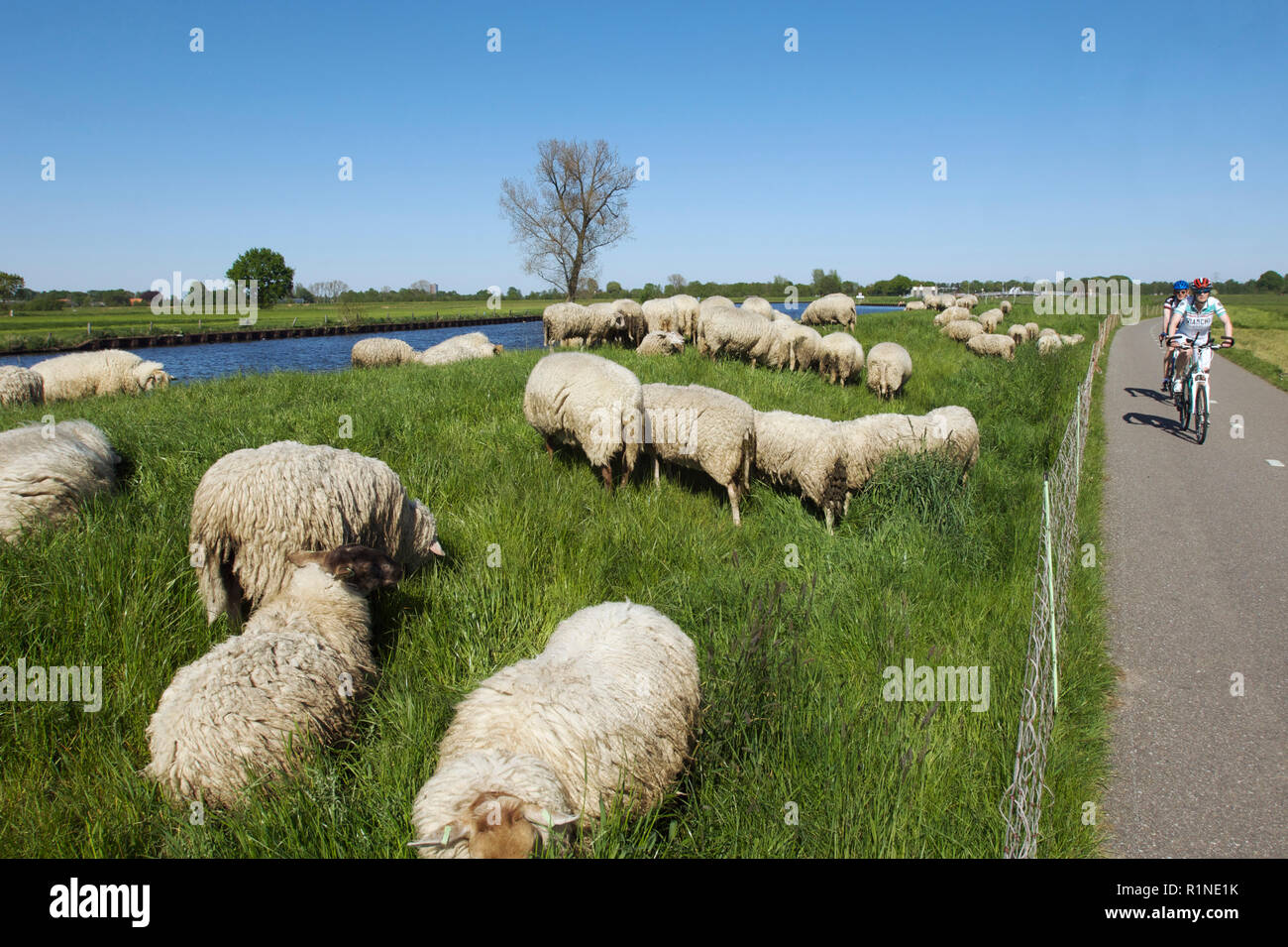 Riding sheep hi-res stock photography and images - Alamy