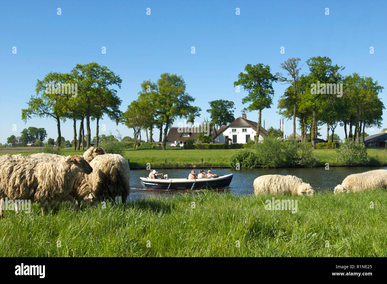 A sloop travelling over the canal de Eem and passing sheep and a ...
