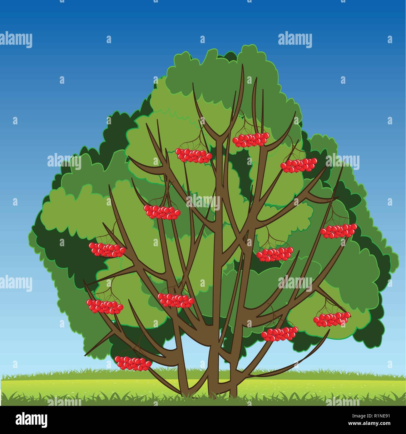 Red berry bush on Stock Vector Images - Alamy