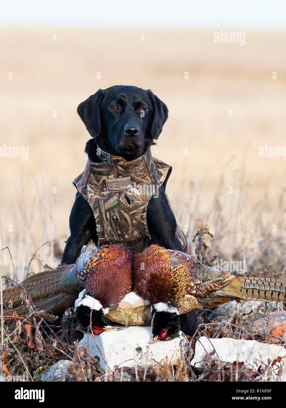 Black Lab Pheasant High Resolution Stock Photography and Images - Alamy