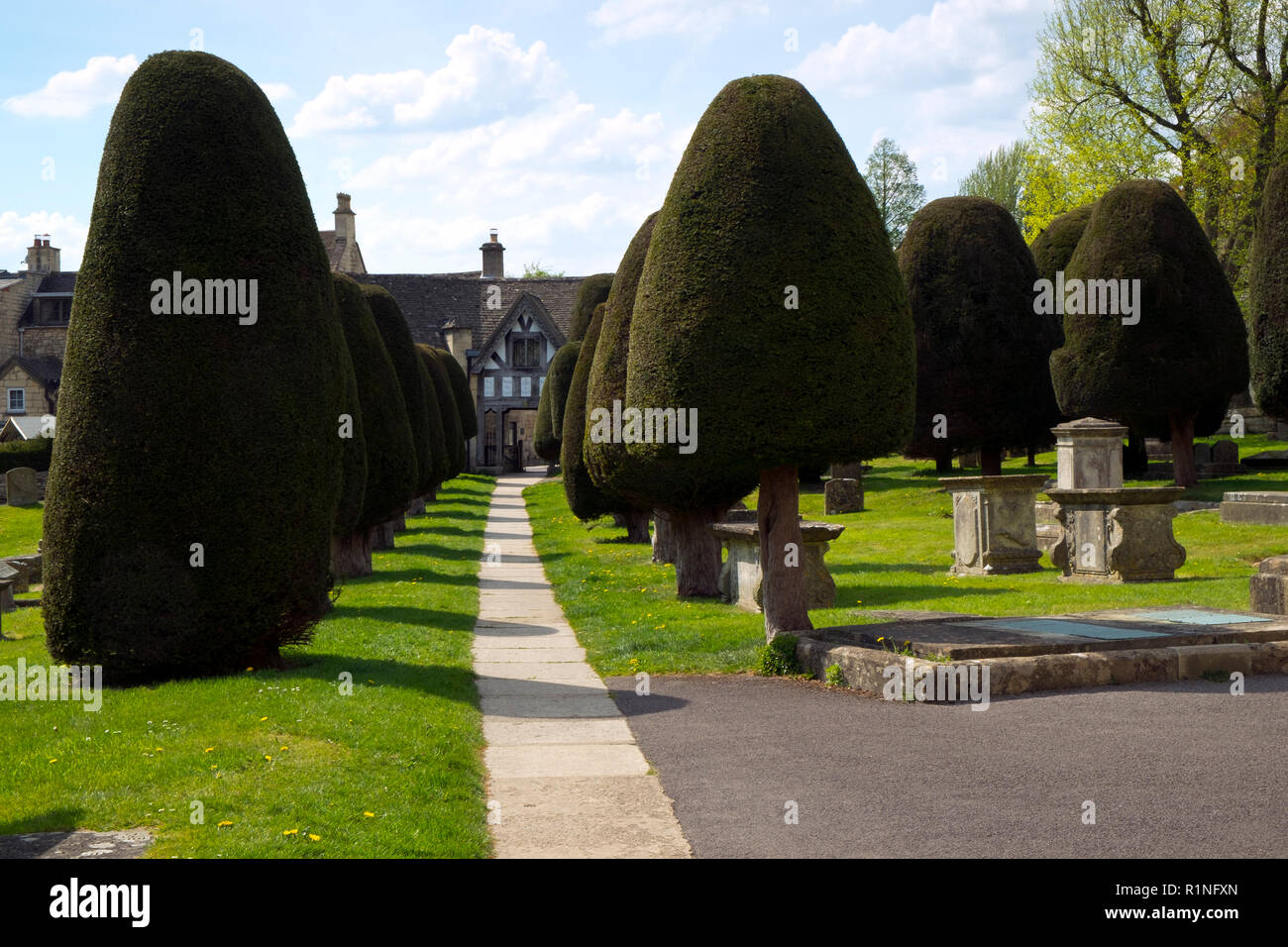 Famous yew trees in the churchyard at Painswick, Gloucestershire ...