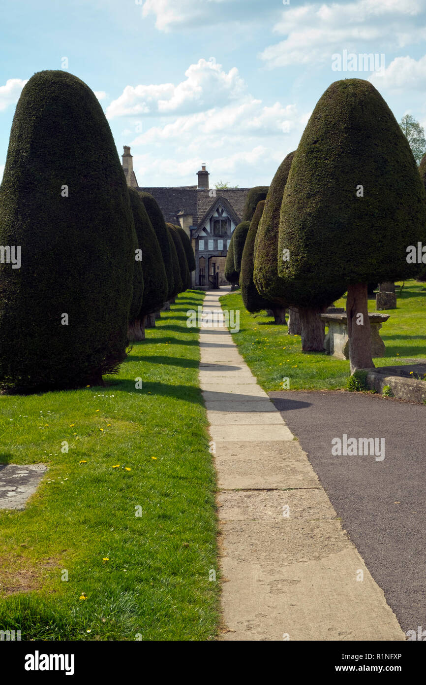 Famous yew trees in the churchyard at Painswick, Gloucestershire ...
