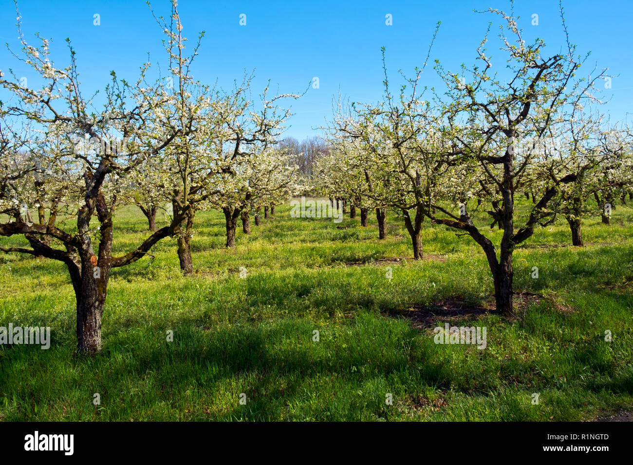 France orchard pear hi-res stock photography and images - Alamy