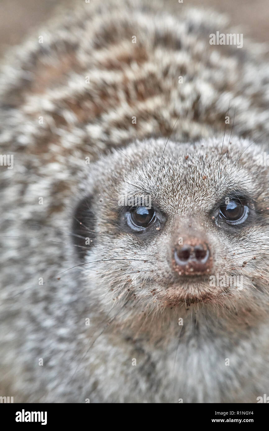 A meerkat looks intently into the camera Stock Photo - Alamy