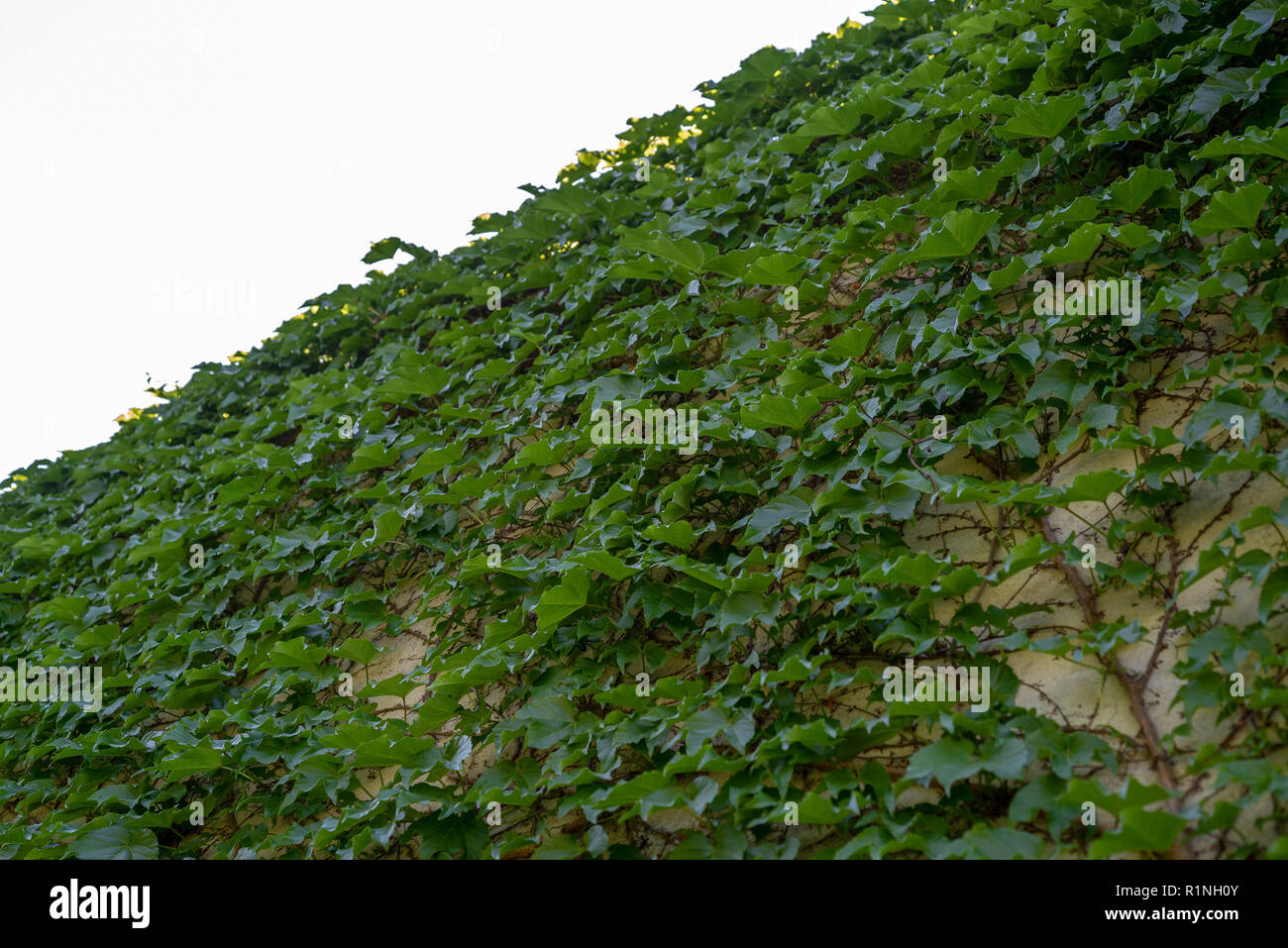 Structure of ivy hi-res stock photography and images - Alamy