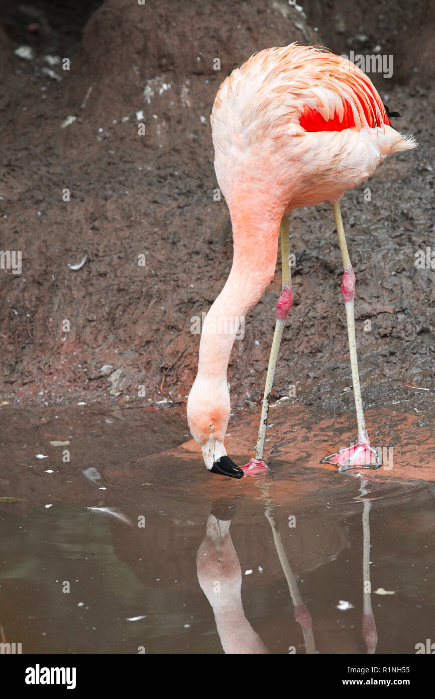 Flamingo uses its long neck to reach down and drink at a water hole ...